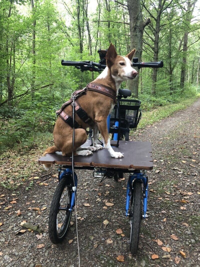 Bike with three wheels and 3 loading points. Cargo trike - TRIS BIKE